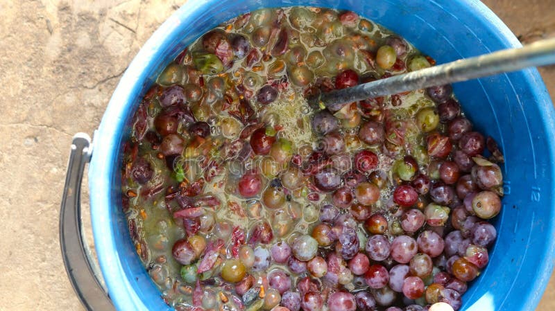 Mixing Fresh Grapes in a Bucket with a Large Whisk Stock Photo - Image ...