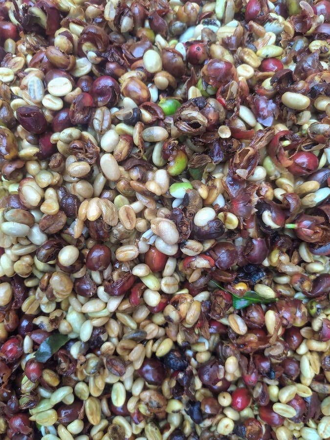 Mixture of Coffee with Shell and Low Quality Grain, Known As Pasilla ...