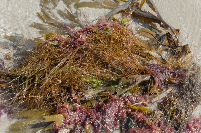 A Mixture of Different Types and Colours of Seaweed Washed Up on ...