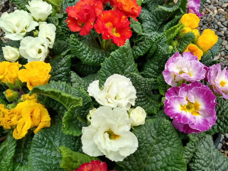 Primrose Diva Mixed stock photo. Image of spring, beauty - 195434592