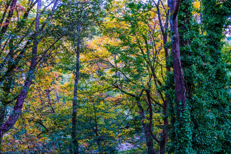 Mixed Fall Colors stock photo. Image of forest, moines - 166980596