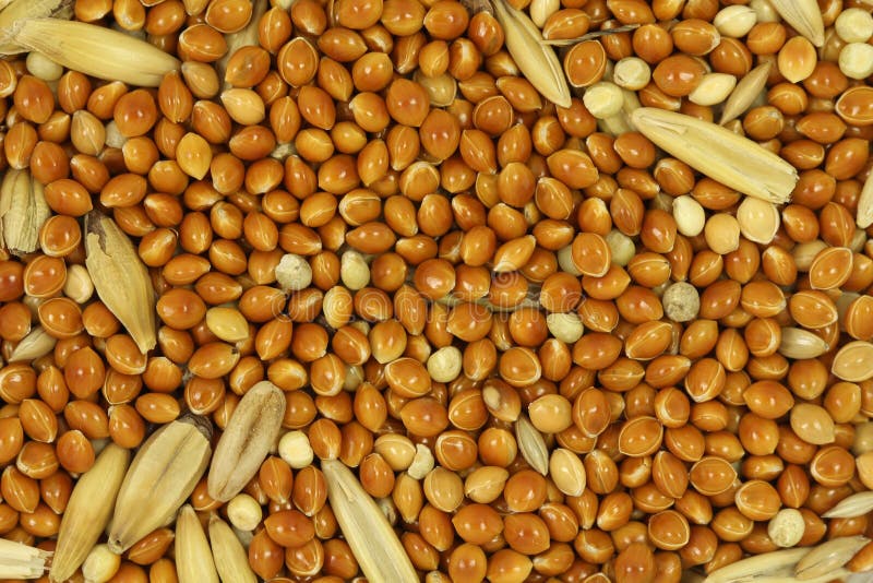 A Mixture of Grains Background Stock Image - Image of seed, fiber: 51678975