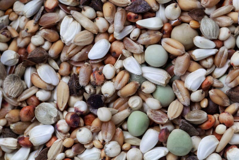 Mixture of Grains and Seeds Stock Image - Image of nutrition, industry ...