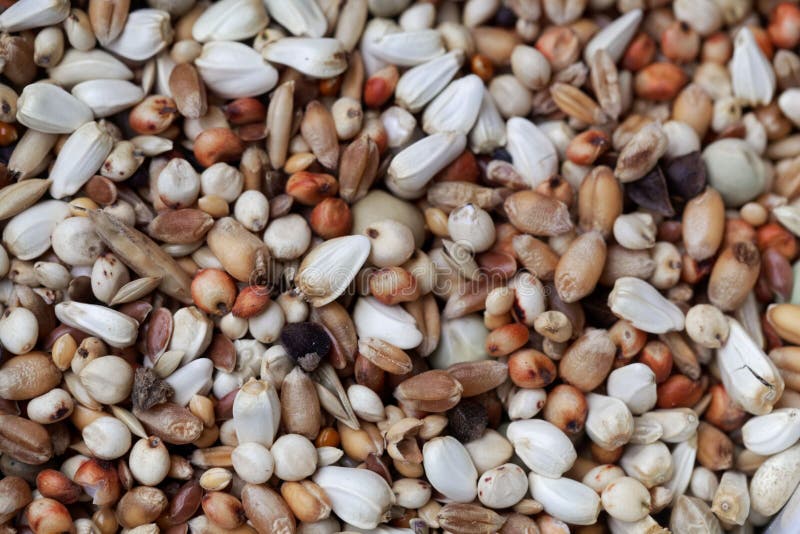 Mixture of Grains and Seeds Stock Image - Image of grain, brown: 145012037