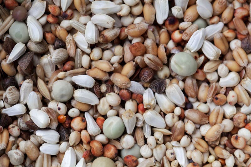Mixture of Grains and Seeds Stock Image - Image of industry, organic ...