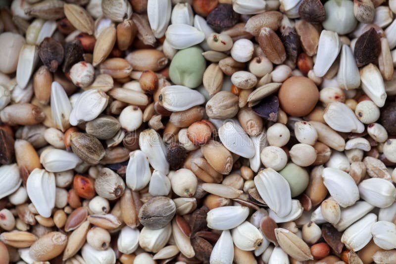 Mixture of Grains and Seeds Stock Image - Image of produce, assortment ...
