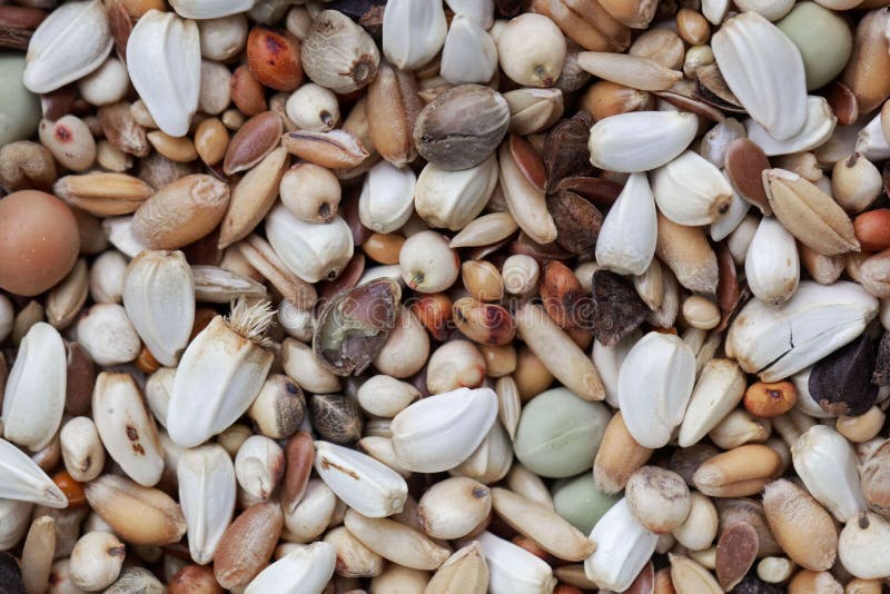 Mixture of Grains and Seeds Stock Image - Image of barley, mixture ...