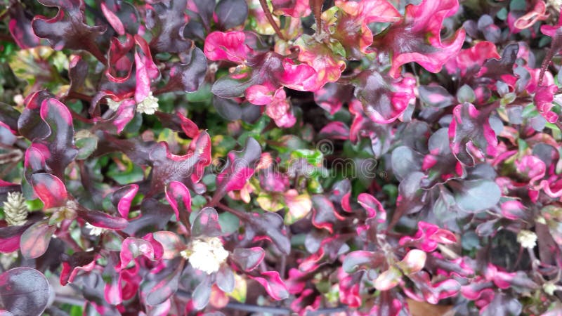 The Mixture of Leaf Colors Looks Bright and Beautiful Stock Photo ...