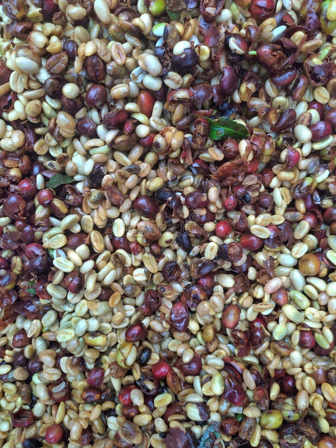 Mixture of Low Quality Coffee Beans and Shell Known As Pasilla Stock ...