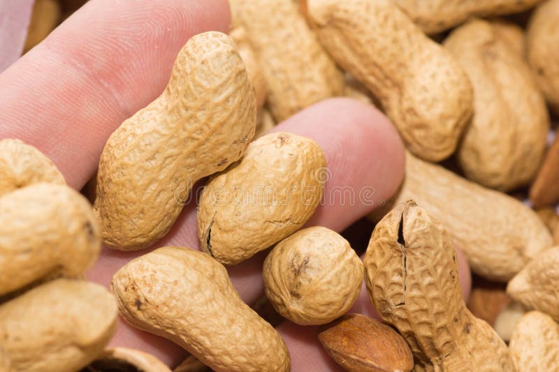 Mixture of Nuts of Different Varieties and Sizes Stock Photo - Image of ...