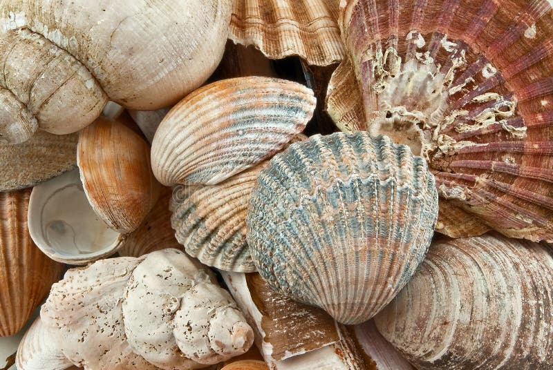 Mixture Of Seashells Picture. Image: 4186605