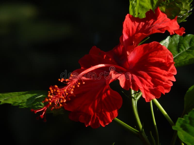 Mixture of Sunlight and Negative Exposure Stock Image - Image of flower ...