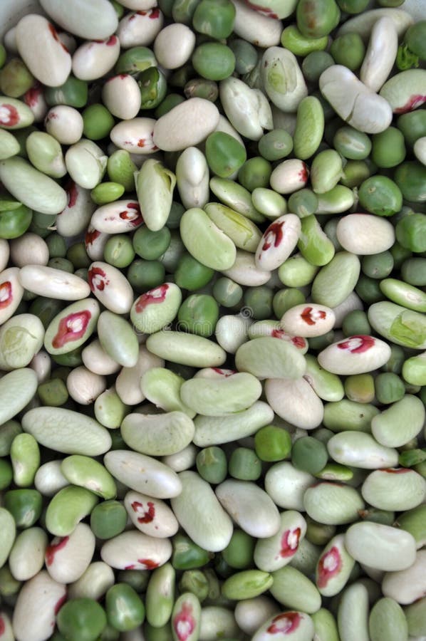 Young, Unripe Multicolored Grains Beans Stock Photo - Image of nature ...