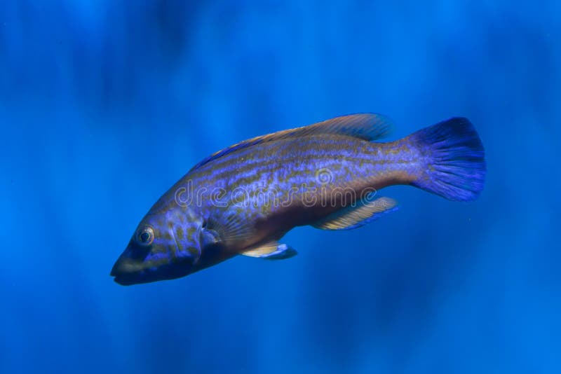 Mixtus Di Labrus Del Labro Comune Del Cuculo Fotografia Stock ...