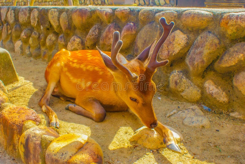 Miyajima / Itsukushima Shrine Deer Stock Image - Image of itsukushima ...