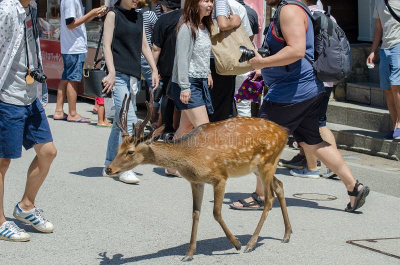 Deer on Miyajima Island Streets. Japan Editorial Stock Image - Image of ...