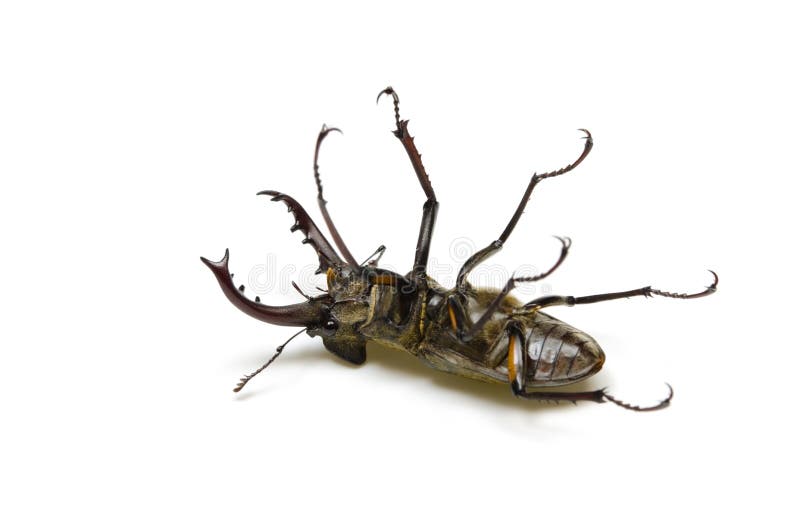 Miyama ekoxe arkivfoto. Bild av natur, buffoon, ryggradslös - 26497902