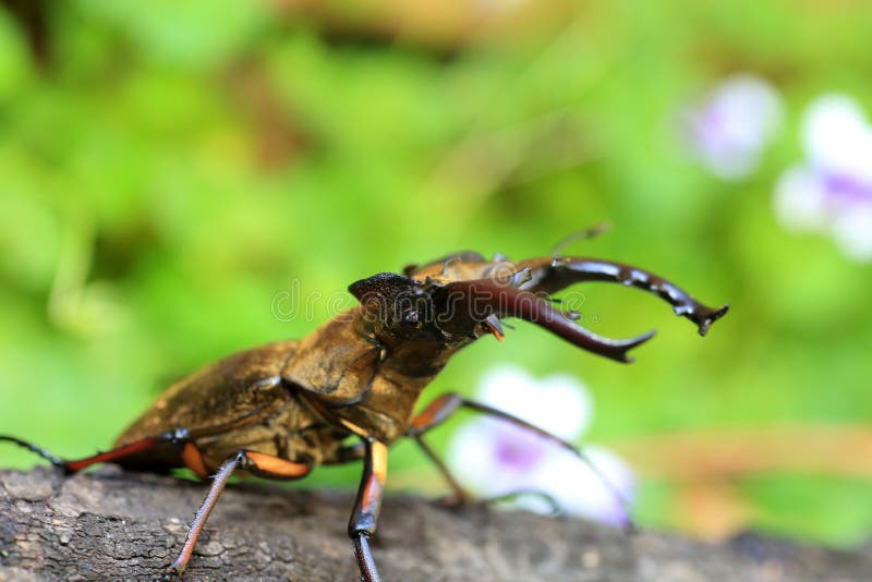 Miyama ekoxe fotografering för bildbyråer. Bild av berg - 75403677