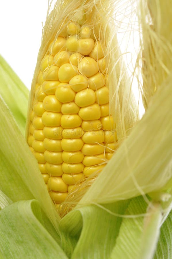 Mize stock image. Image of corn, cooking, food, maize - 11434801