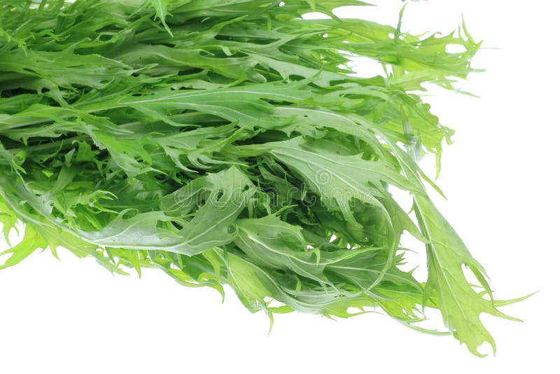 189 Potherb Mustard Stock Photos - Free & Royalty-Free Stock Photos ...