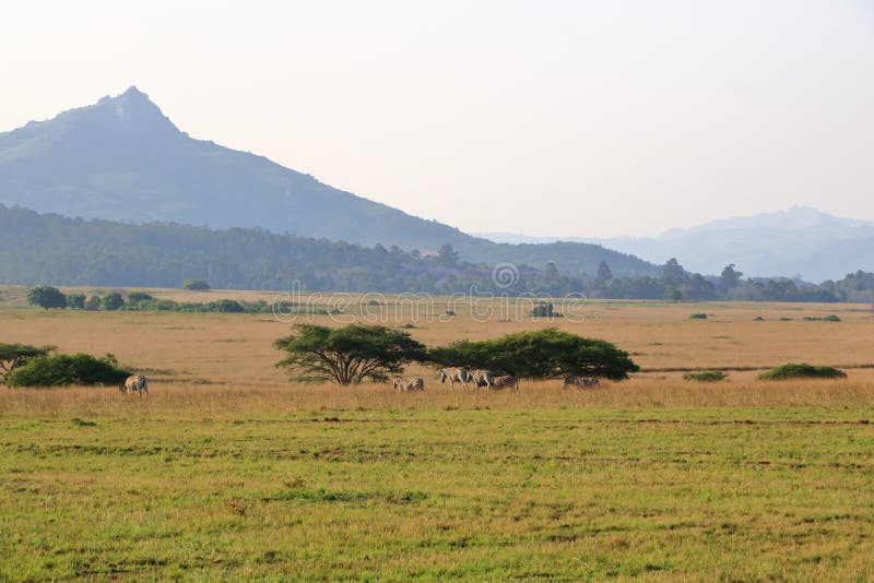 The Mlilwane Wildlife Sanctuary in Swaziland, Eswatini Stock Photo ...