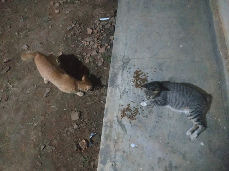 Mmmm stock image. Image of mammal, kitt, rock, flooring - 264276029