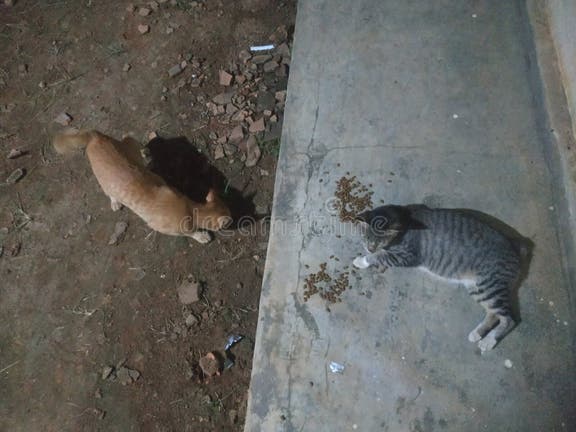 Mmmm stock image. Image of mammal, kitt, rock, flooring - 264276029