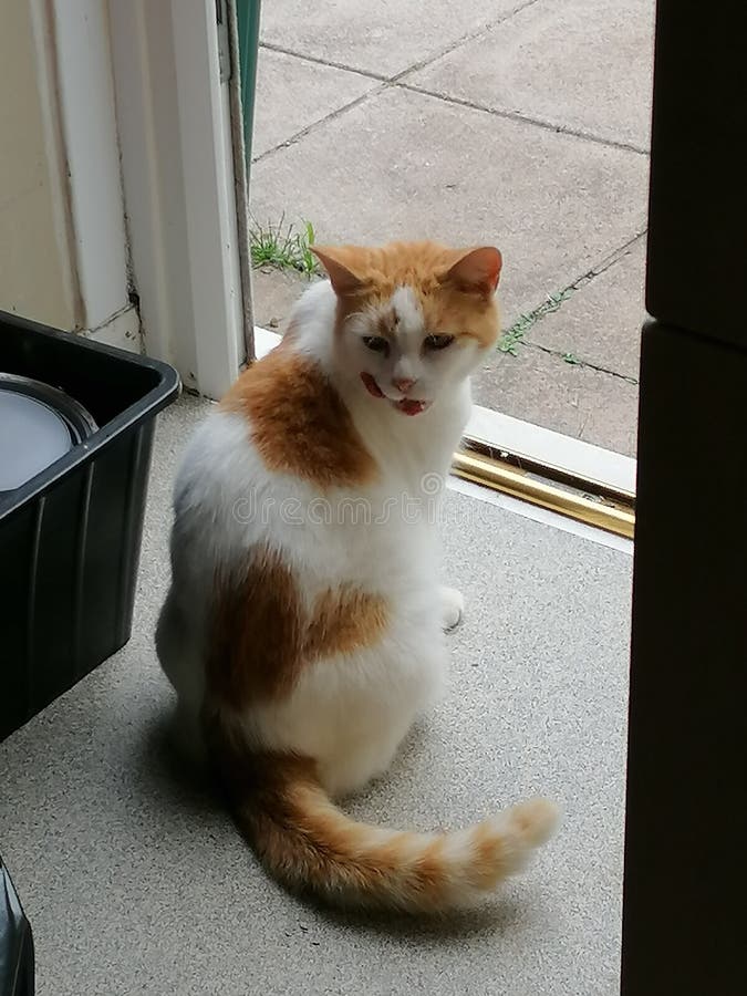 Mmmm... stock image. Image of peace, close, japan, lady - 63787