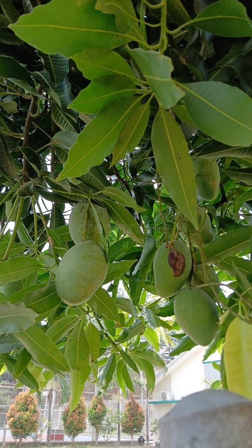 Mango stock photo. Image of mango, green, season, bear - 344553962