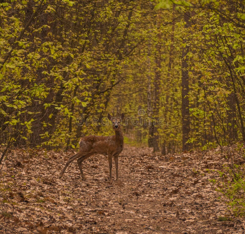 Hay Time Season for Farmers Stock Photo - Image of outdoors, animal ...