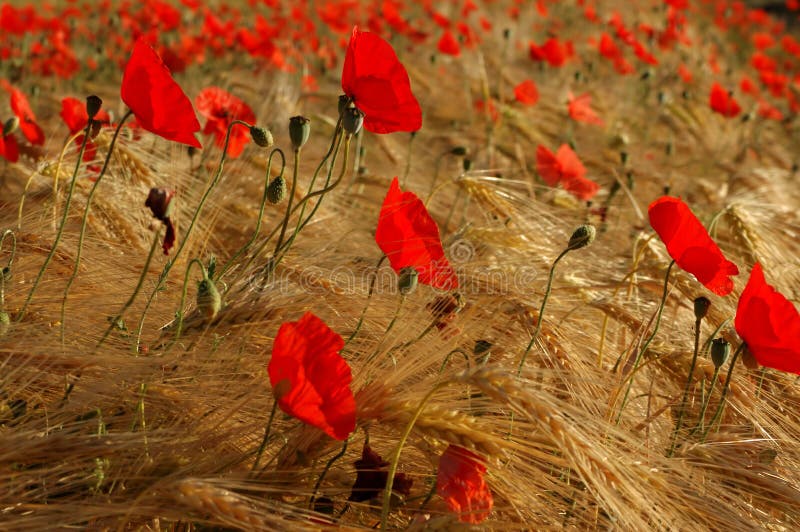 Mo(h)net stock image. Image of green, nature, field, botany - 2605477