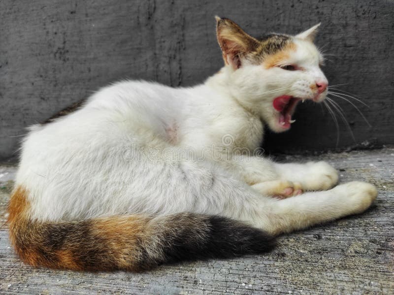 Moaning Cat Stock Photos - Free & Royalty-Free Stock Photos from Dreamstime