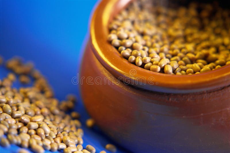 Moath Phaseolus Aconitifolius, India Stock Image - Image of india, shot: 348649603