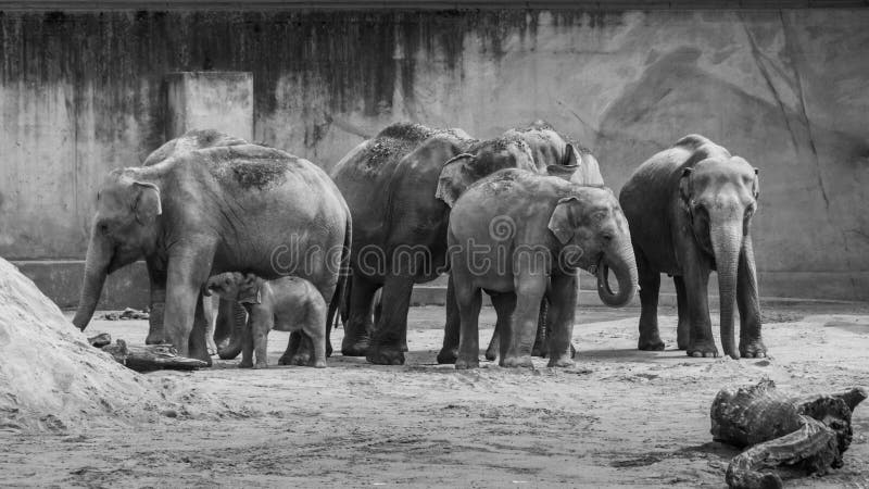Mob of Asian Elephants Grey Thick Skin Baby Elephant in Black an Stock ...