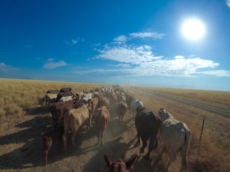 A Mob of Cattle Walking in the Sunny Day Stock Image - Image of walking ...