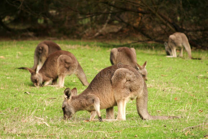 Mob of kangaroos stock photo. Image of mammal, eastern - 41399748