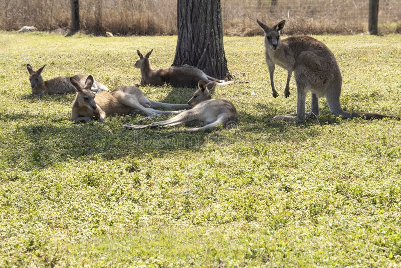 A Mob of Kangaroos Resting Under a Tree. Stock Image - Image of ...