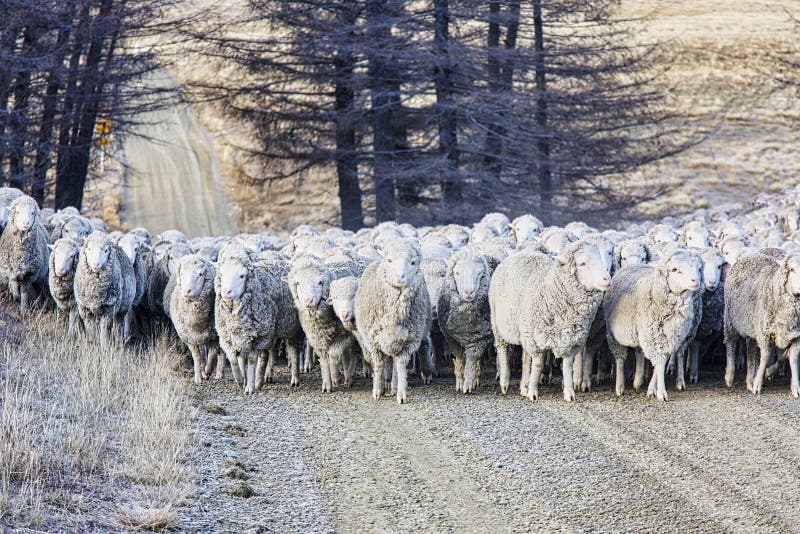 Sheep Herding a Mob of Sheep Stock Image - Image of country ...