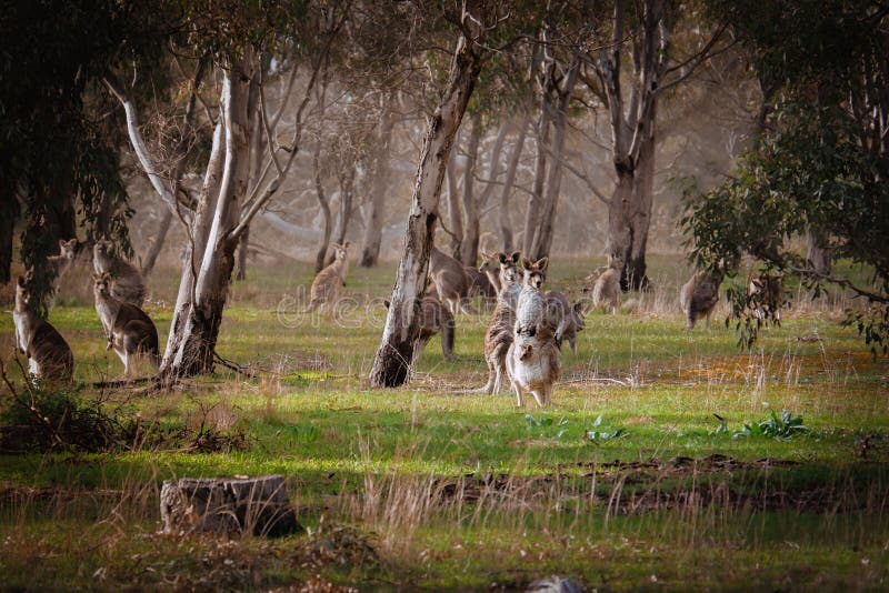 Mob of Wild Kangaroos in a Foggy Forest Stock Image - Image of troop ...