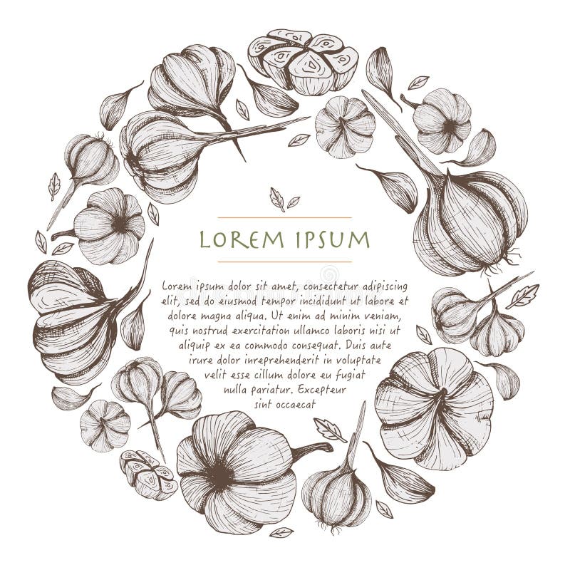 Garlic Wreath Isolated on White Background. Vegetable Circle Frame for ...