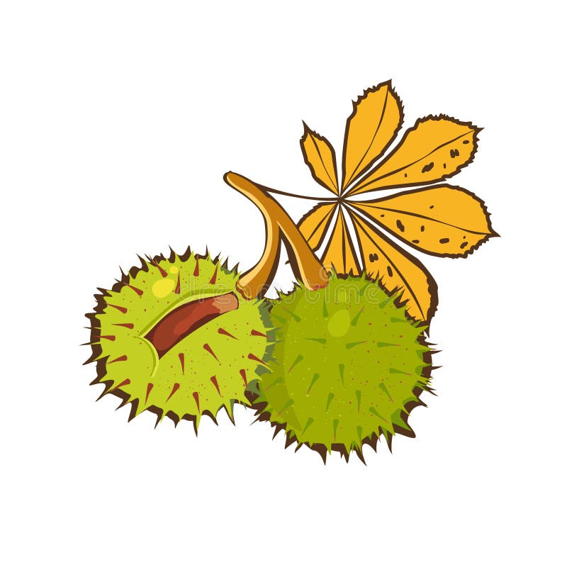 Illustration of Conkers, Horse Chestnuts. Stock Illustration ...