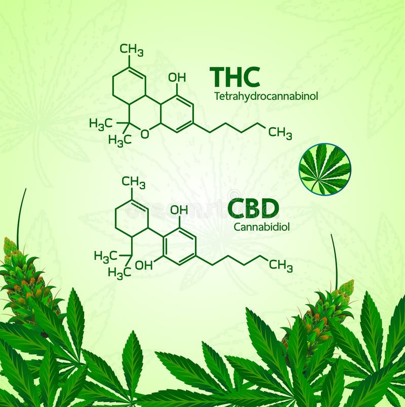 The Cannabis with Many Benefits for Medical and Health Vector ...
