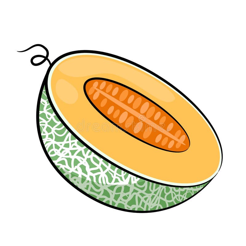 Cantaloupe in Drawing Style Isolated . Stock Vector - Illustration of ...