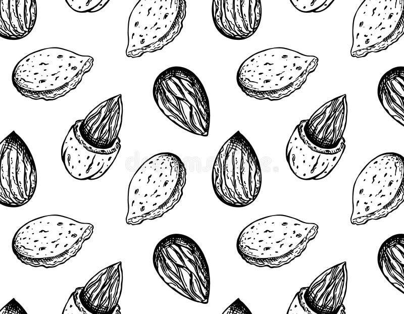 Almonds Drawing Line Stock Illustrations – 338 Almonds Drawing Line ...