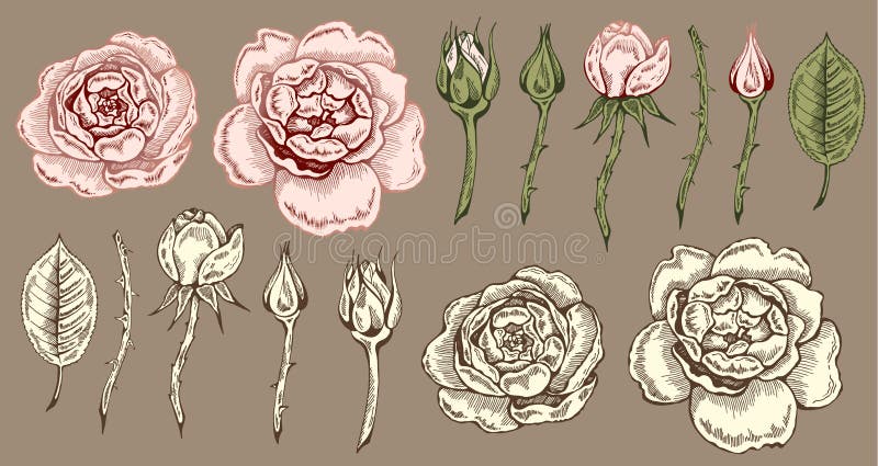 Vector Illustration of Sketch Hand Drawn Set of Vintage Flowers ...