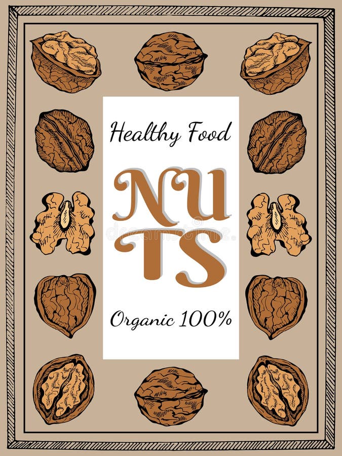 Vector Illustration of Ink Sketch Hand Drawn Colorful Walnut Plant ...