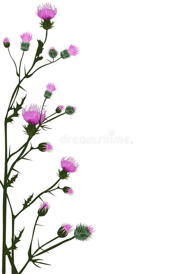 Scottish Thistle Border Stock Illustrations – 75 Scottish Thistle Border Stock Illustrations ...
