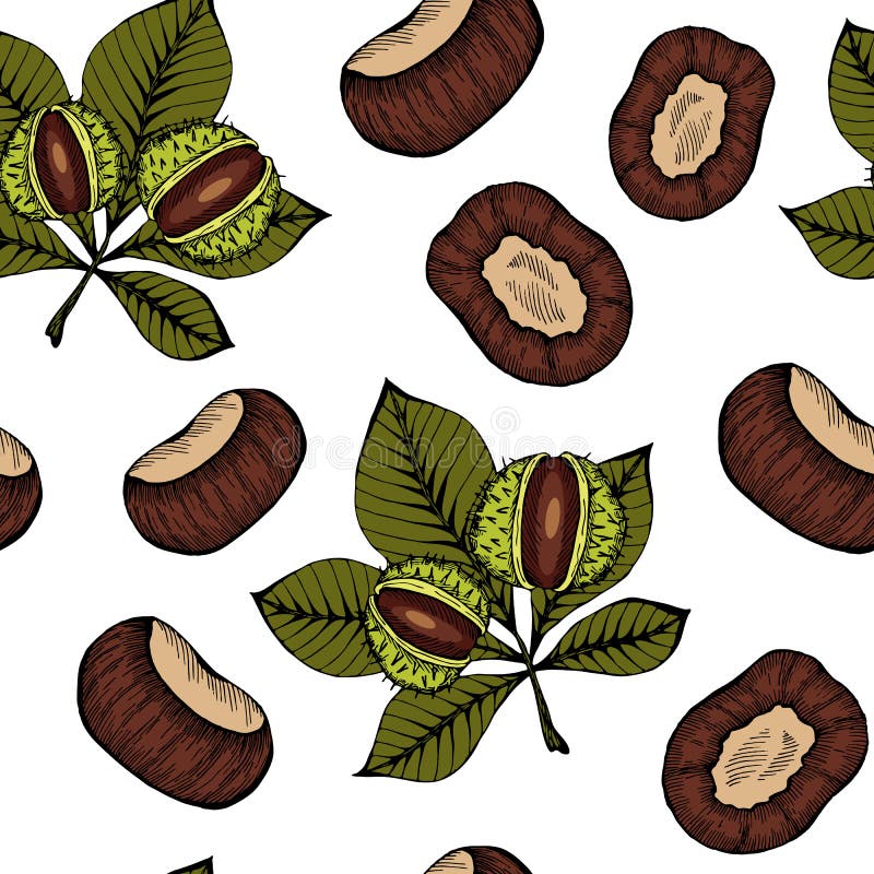 Illustration Pattern of Sketch Hand Drawn Colorful Chestnuts with ...