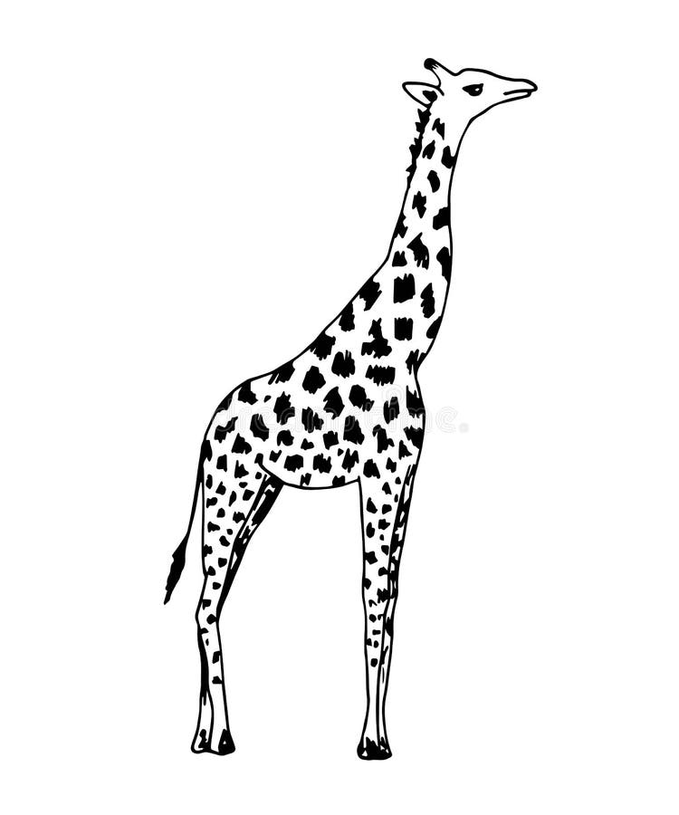Giraffe Side View Stock Illustrations – 166 Giraffe Side View Stock ...