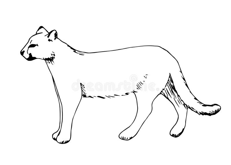 Hand-drawn Ink Vector Drawing. Wild Animal Cougar in Full Growth Side ...